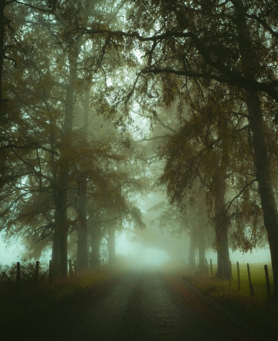 Aesthetica Magazine - Pathetic Fallacy