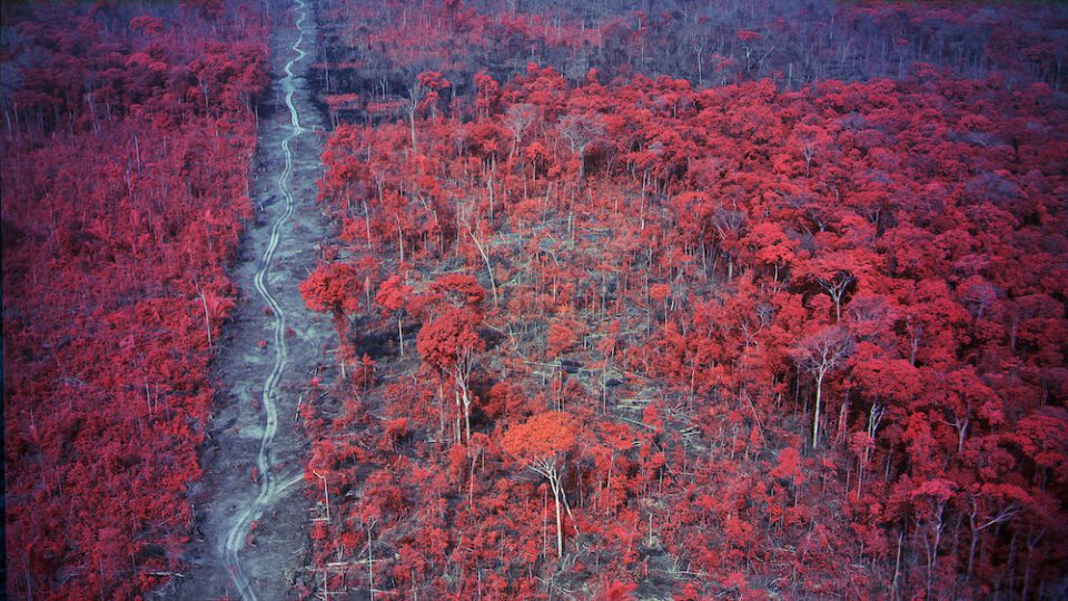 Aesthetica Magazine - Witness to Deforestation