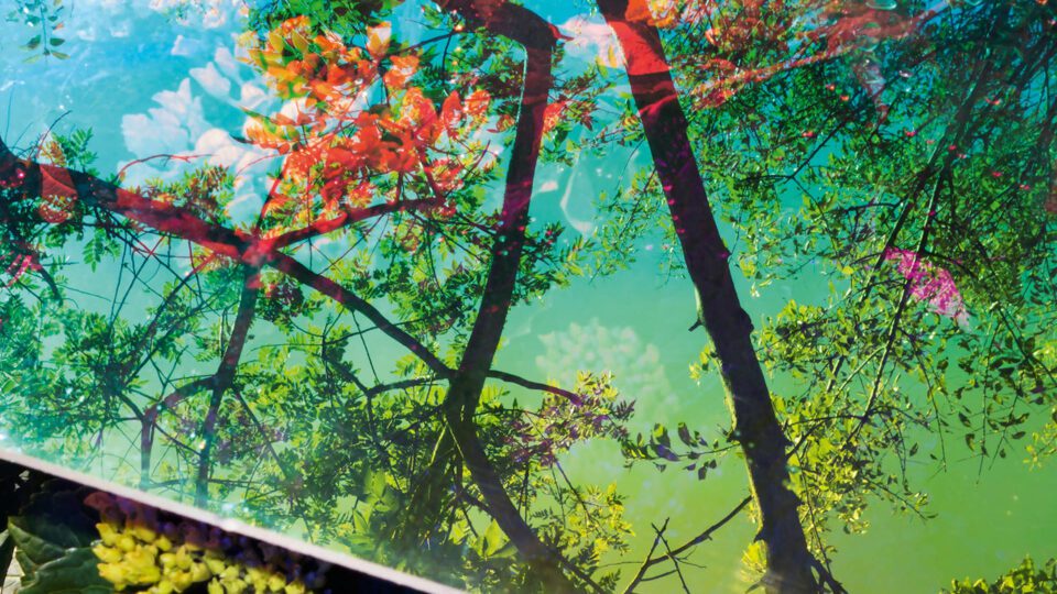 Aesthetica Magazine - Nature Distorted