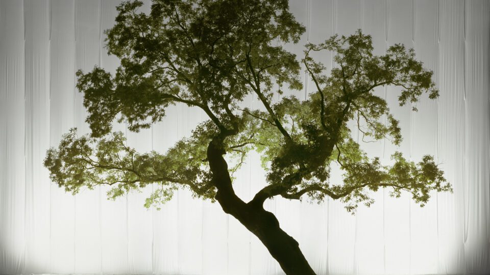 Aesthetica Magazine - Nature Reframed