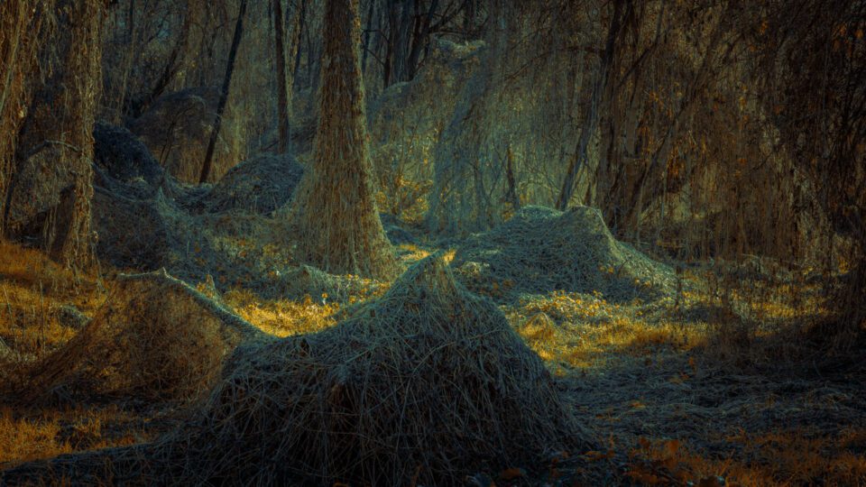 Aesthetica Magazine - Meet the Aesthetica Art Prize Shortlist: Michelle ...